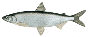 Muikku - Kalatalouden Keskusliitto - Ahven.net