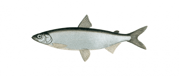 Muikku - Kalatalouden Keskusliitto - Ahven.net