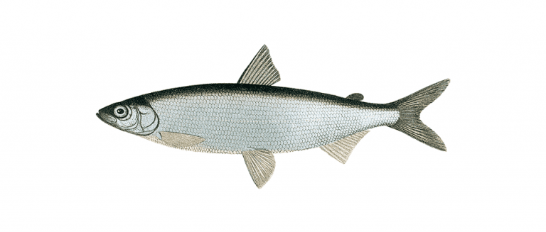 Muikku - Kalatalouden Keskusliitto - Ahven.net