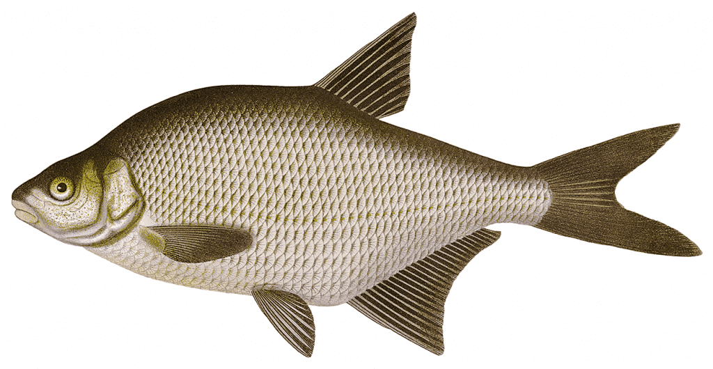 Lahna - Kalatalouden Keskusliitto - Ahven.net