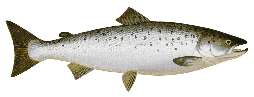 Suomen kalat - Kalatalouden Keskusliitto - Ahven.net